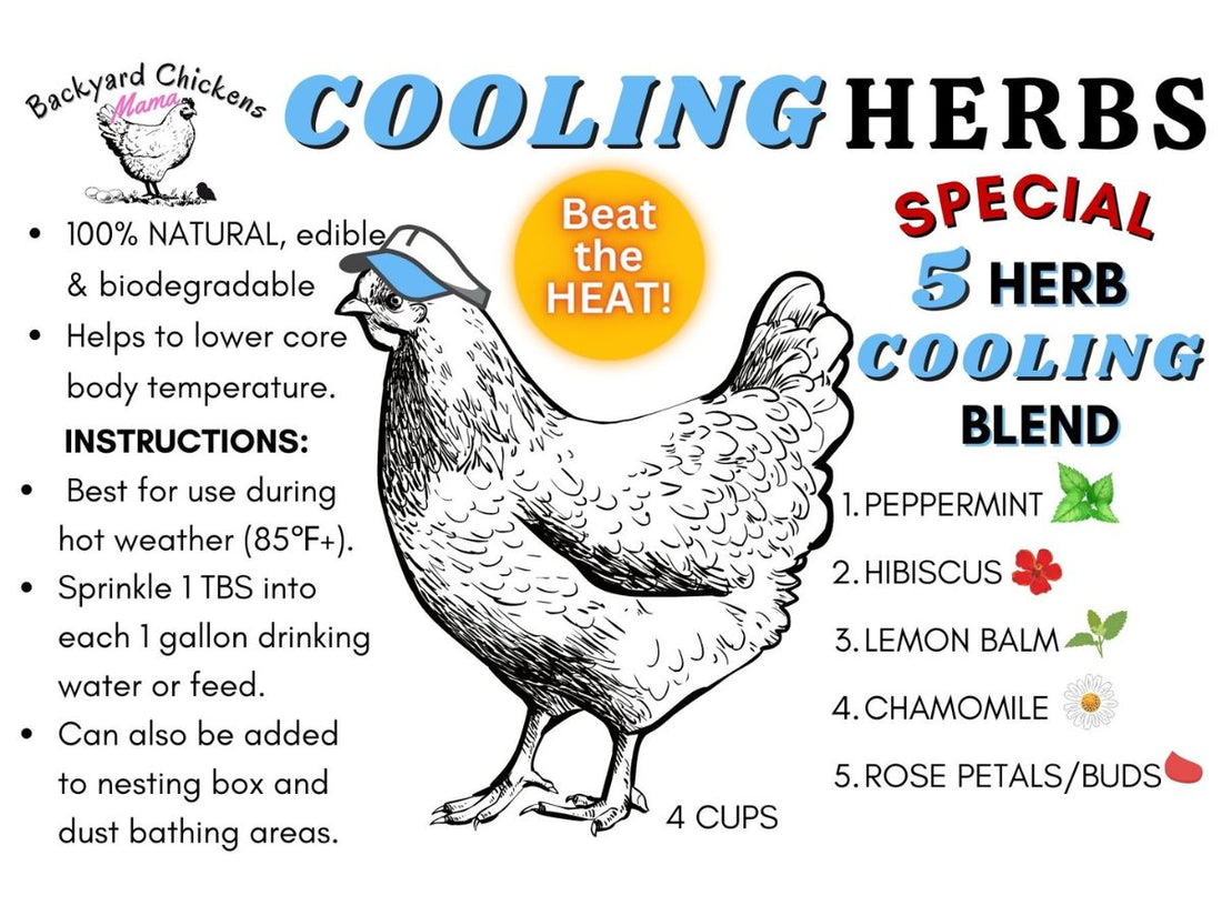Cooling Herbs for Chickens – Backyard Chickens Mama